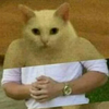 Cat Meme Stickers | Stickerrs